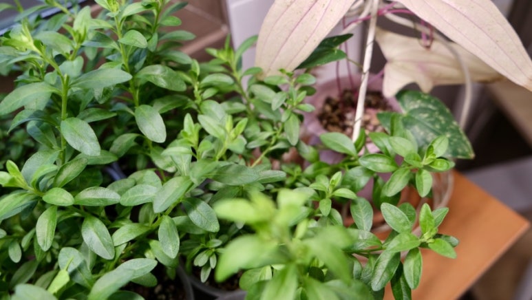 이제야… : 네이버 블로그