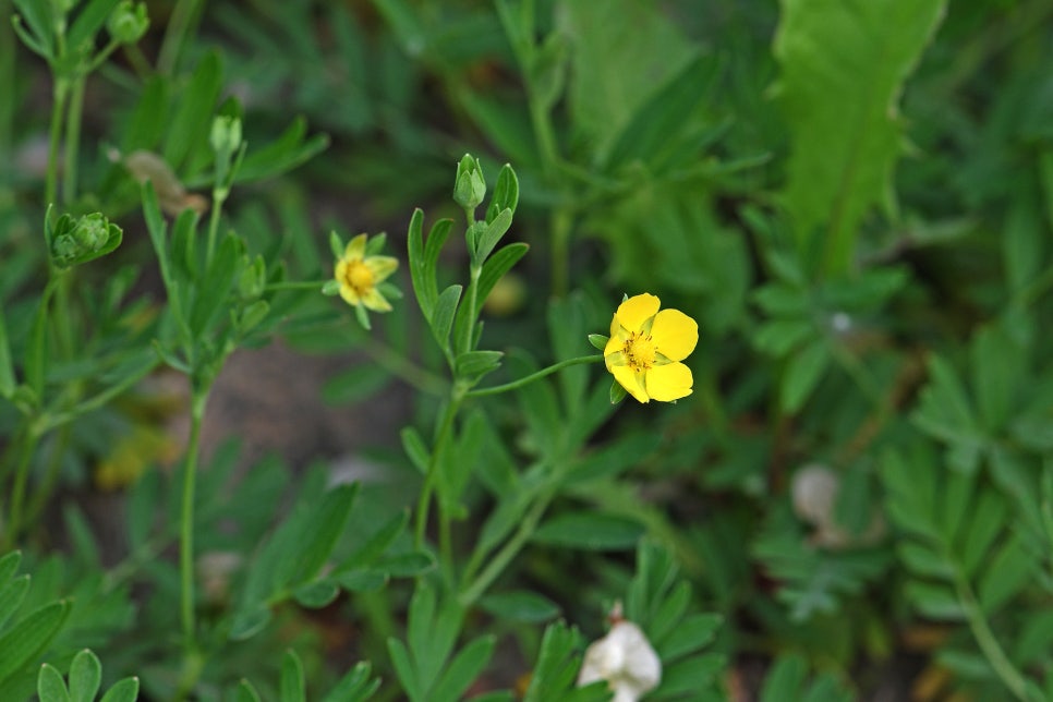 물싸리풀 (Glabrous forked-leaf cinquefoil) : 네이버 블로그