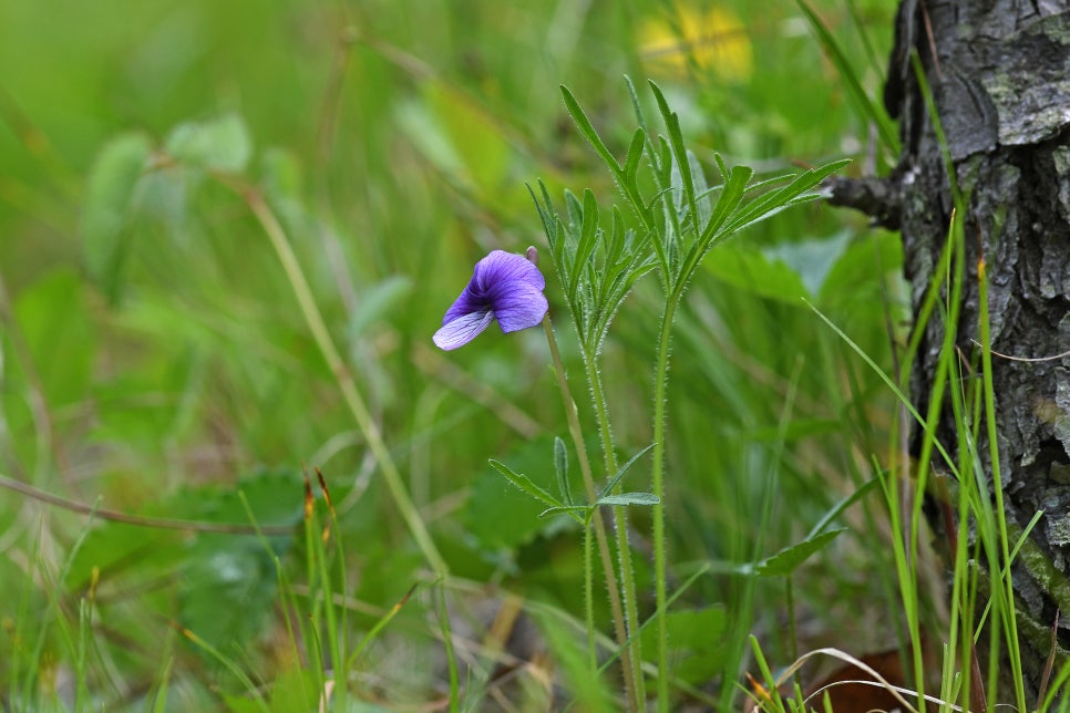 간도제비꽃 (Dissected Violet) : 네이버 블로그