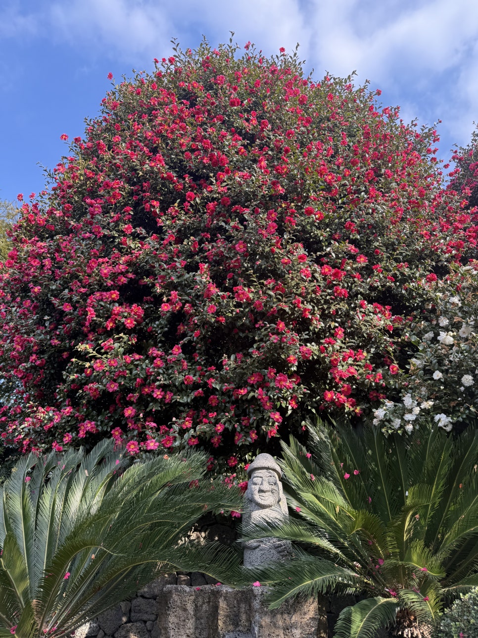 제주도 2월 동백꽃 명소 동백수목원｜개화시기, 입장료 할인 : 네이버 블로그
