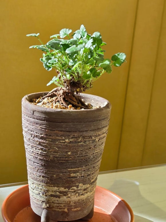 풍로초 : 네이버 블로그