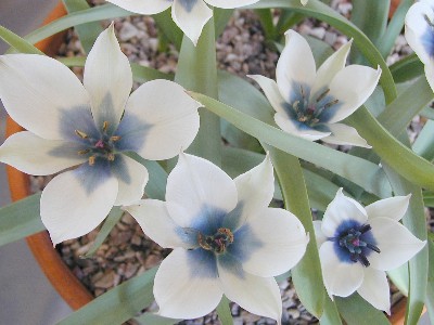 Alpines Pt.11 ; Soldanella hungarica~Zaluzianskya aff ovata Orange Eye ...