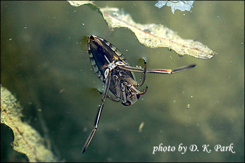 송장헤엄치게(Notonecta triguttata) : 네이버 블로그