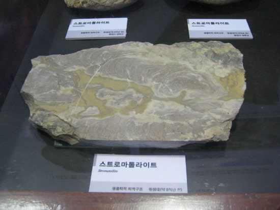스트로마톨라이트 화석과 글로소프테리스 화석 네이버 블로그