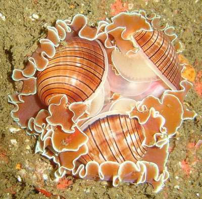 Bulla striata, Haminoea spp., Hydatina spp. - Bubble Shells : 네이버 블로그