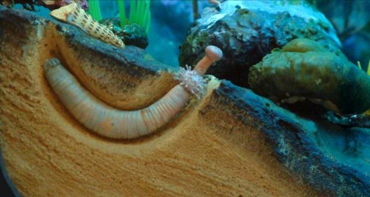 오토이아 [Ottoia] : 네이버 블로그