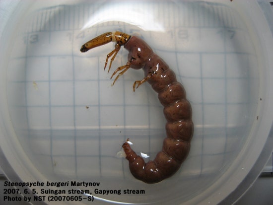 연날개수염치레각날도래(Stenopsyche bergeri Martynov) : 네이버 블로그