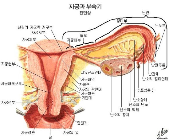 여성의 생식기 네이버 블로그