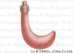 오토이아 [Ottoia] : 네이버 블로그