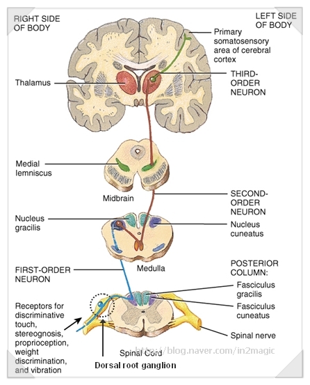 Somatosensory system : 네이버 블로그