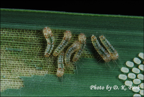 대나무쐐기알락나방(Balataea funeralis) - 유충 : 네이버 블로그