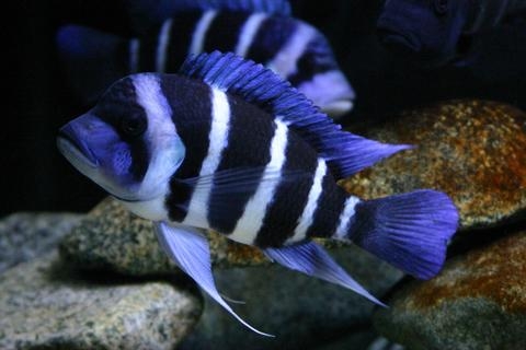 프론토사종류 : 네이버 블로그