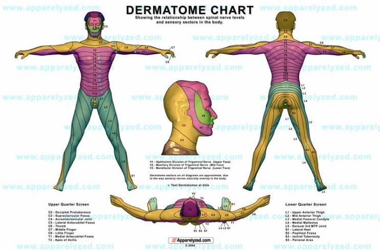 dermatome chart 피부 분절 차트 : 네이버 블로그