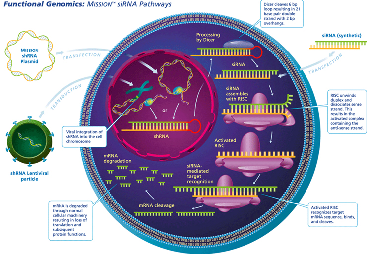 RNAi 용어 정리 (RNAi, siRNA, shRNA, miRNA의 차이) : 네이버 블로그