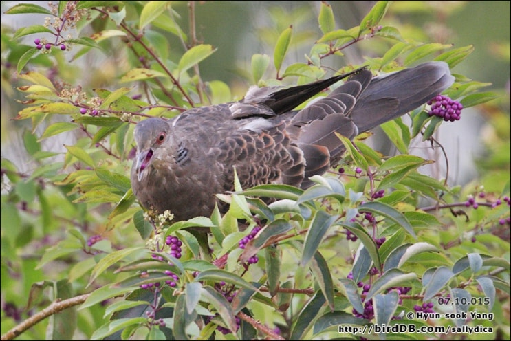 새들이 먹는 나무열매들(1) : 네이버 블로그