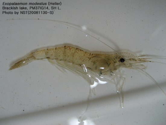 각시흰새우(Exopalaemon modestus) : 네이버 블로그