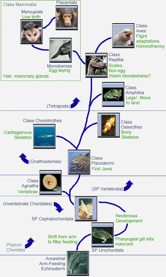 지질시대 [ geologic age ] 그리고 내 안의 물고기 your inner fish : 네이버 블로그