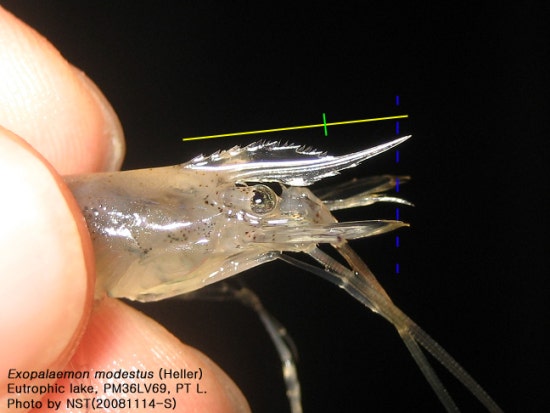 각시흰새우(Exopalaemon modestus (Heller)) : 네이버 블로그