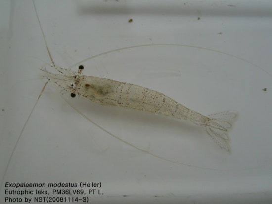 각시흰새우(Exopalaemon modestus (Heller)) : 네이버 블로그