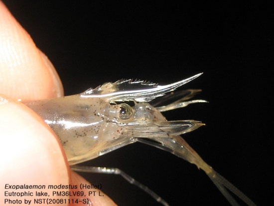각시흰새우(Exopalaemon modestus (Heller)) : 네이버 블로그