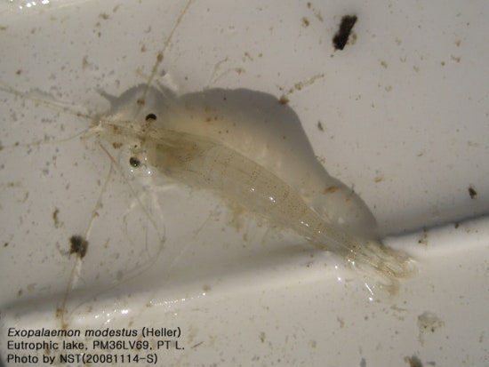 각시흰새우(Exopalaemon modestus (Heller)) : 네이버 블로그
