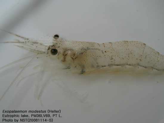 각시흰새우(Exopalaemon modestus (Heller)) : 네이버 블로그