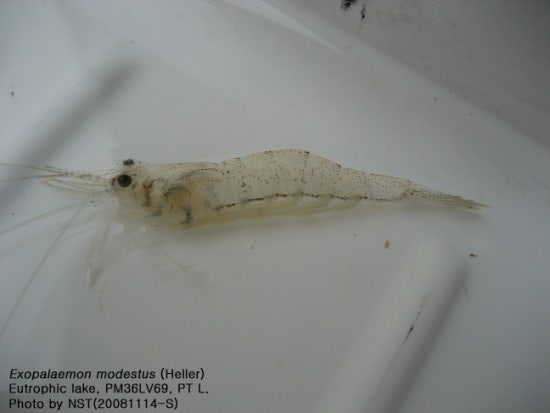 각시흰새우(Exopalaemon modestus (Heller)) : 네이버 블로그