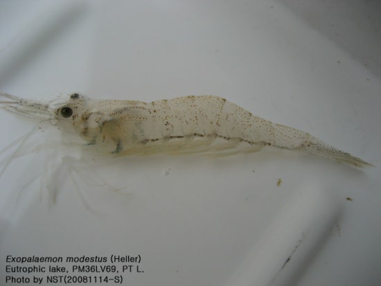 각시흰새우(Exopalaemon modestus (Heller)) : 네이버 블로그