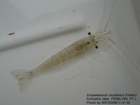 각시흰새우(Exopalaemon modestus (Heller)) : 네이버 블로그