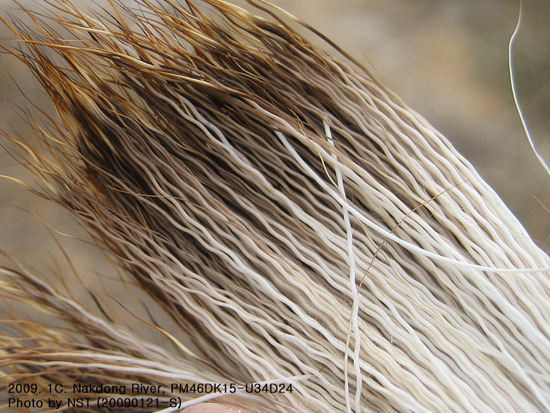 고라니(Hydropotes inermis)-털 : 네이버 블로그