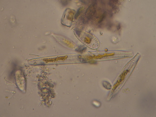 [세상 모든 현미경][世上所有显微镜] : 네이버 블로그