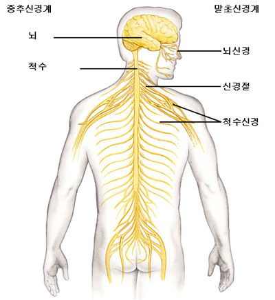 인간의 신경계의 구조와 기능 네이버 블로그