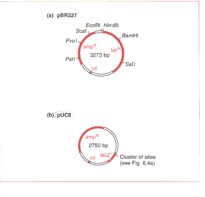 6. 대장균(E. coli) 용도의 클로닝 벡터 : 네이버 블로그